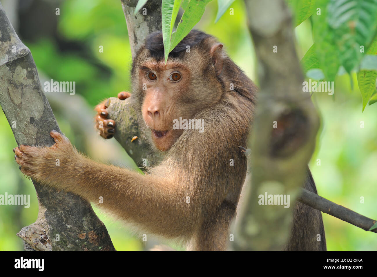 Monkey picture hi-res stock photography and images - Alamy