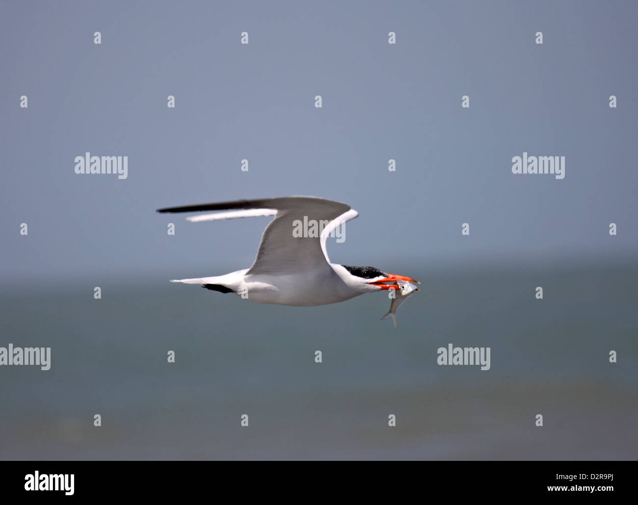 Tern fishing hi-res stock photography and images - Alamy