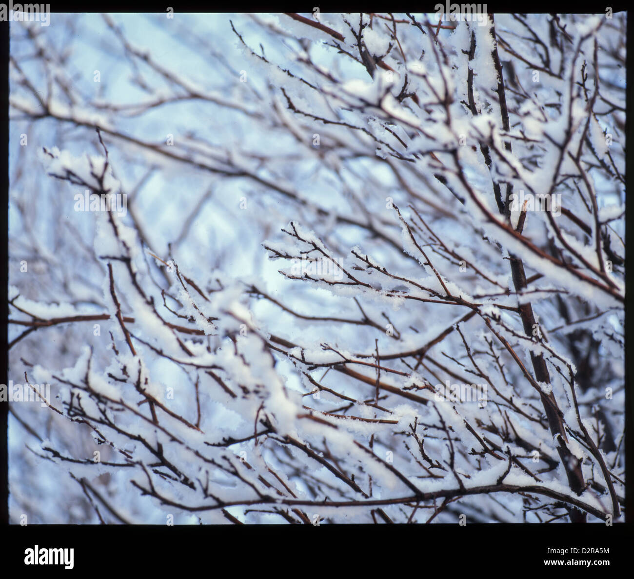 Snow on Tree Branches Stock Photo - Alamy