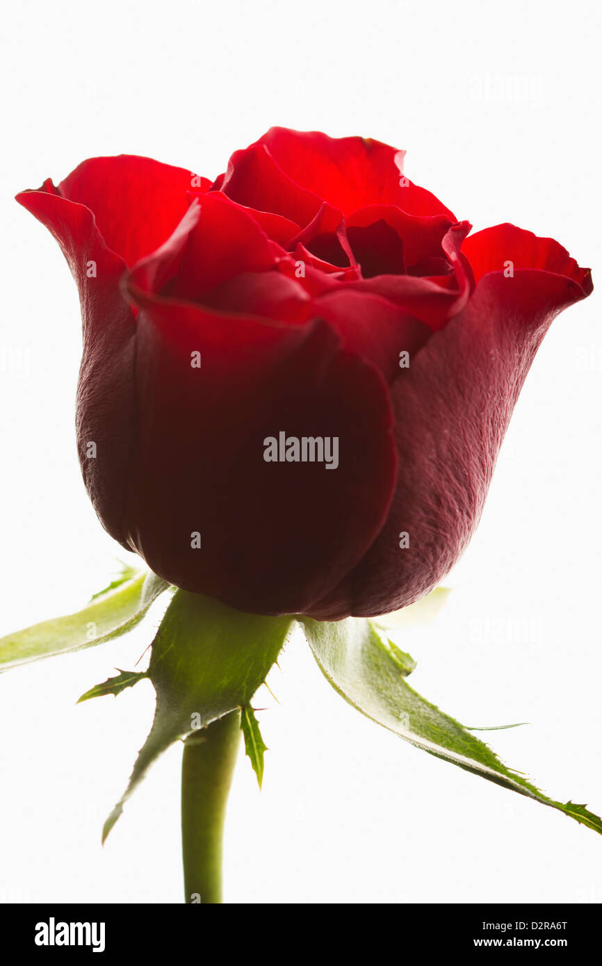 Rose rosa summer love Cut Out Stock Images & Pictures - Alamy