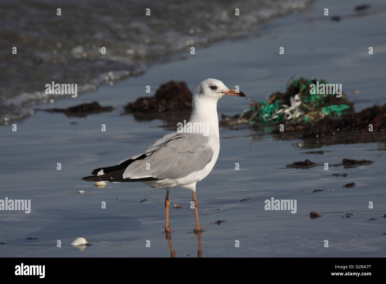 Grey headed gull on Beach in The Gambia Stock Photo - Alamy