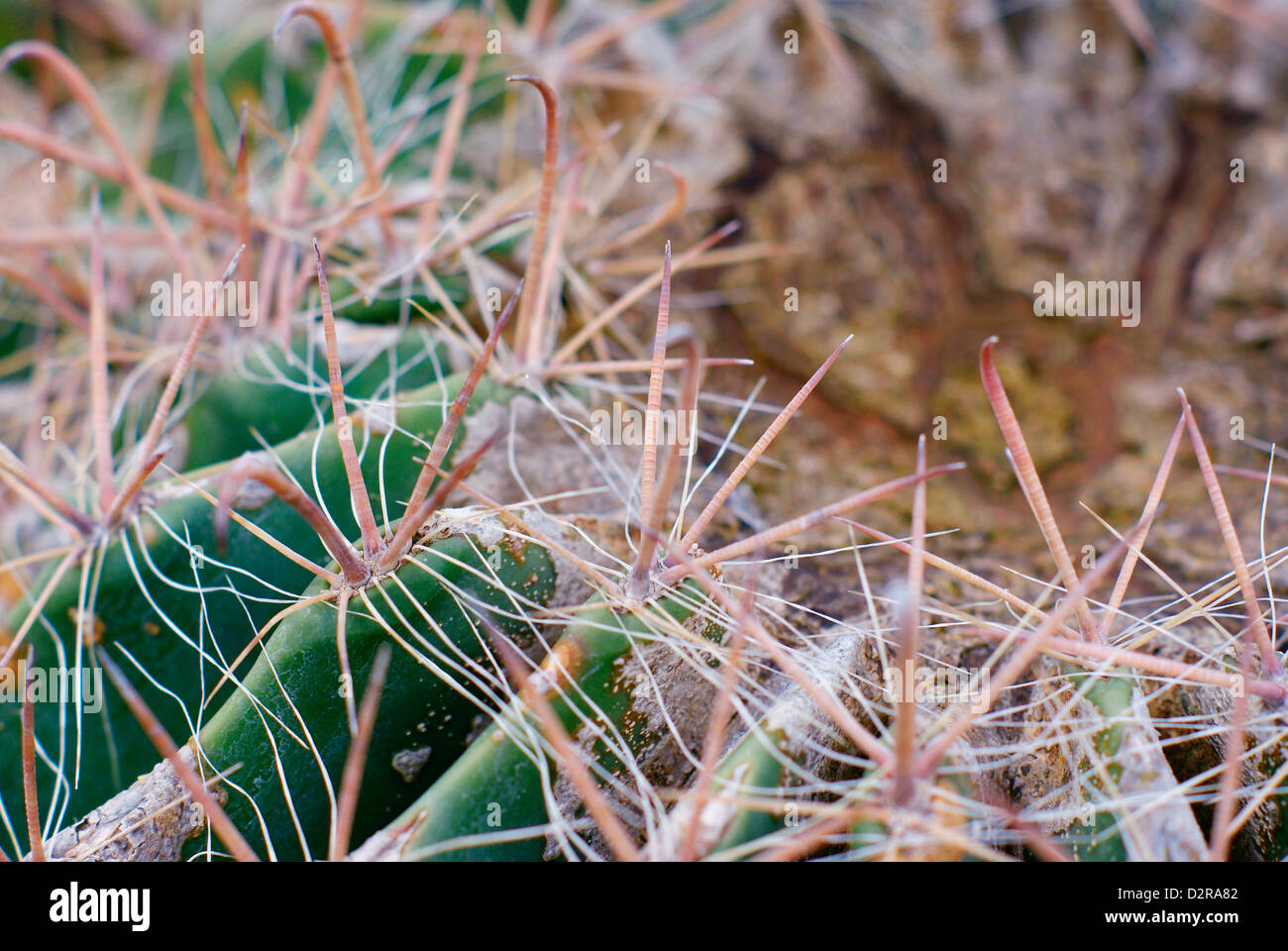 Ferocactus wislizenii - Arizona Barrel Cactus also known as Fishhook ...