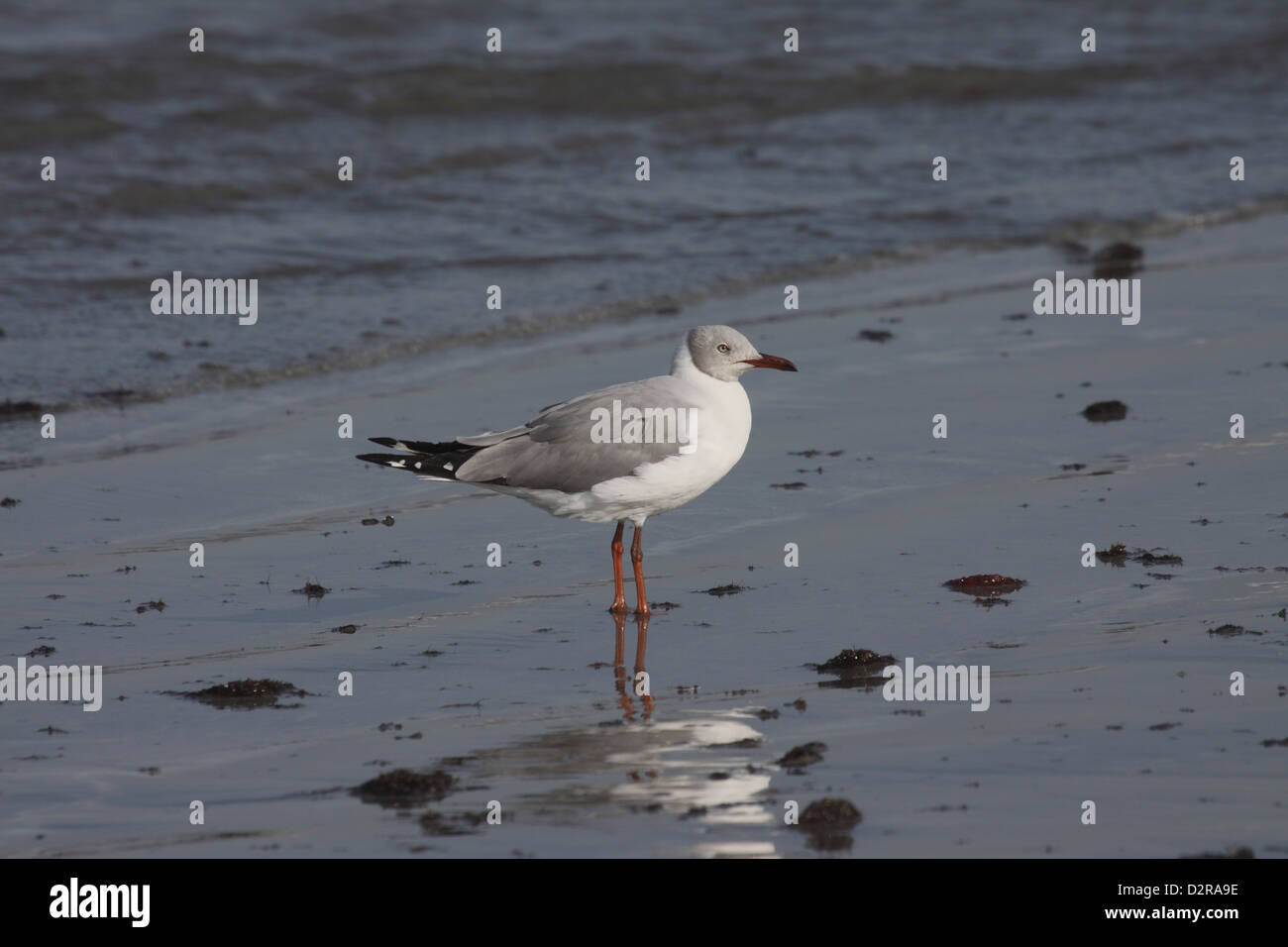 Grey headed gull hi-res stock photography and images - Alamy