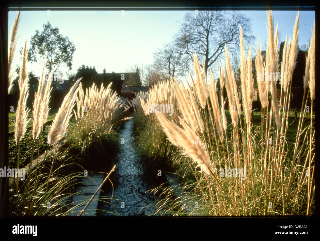 Plants by Thin RIver Stock Photo - Alamy