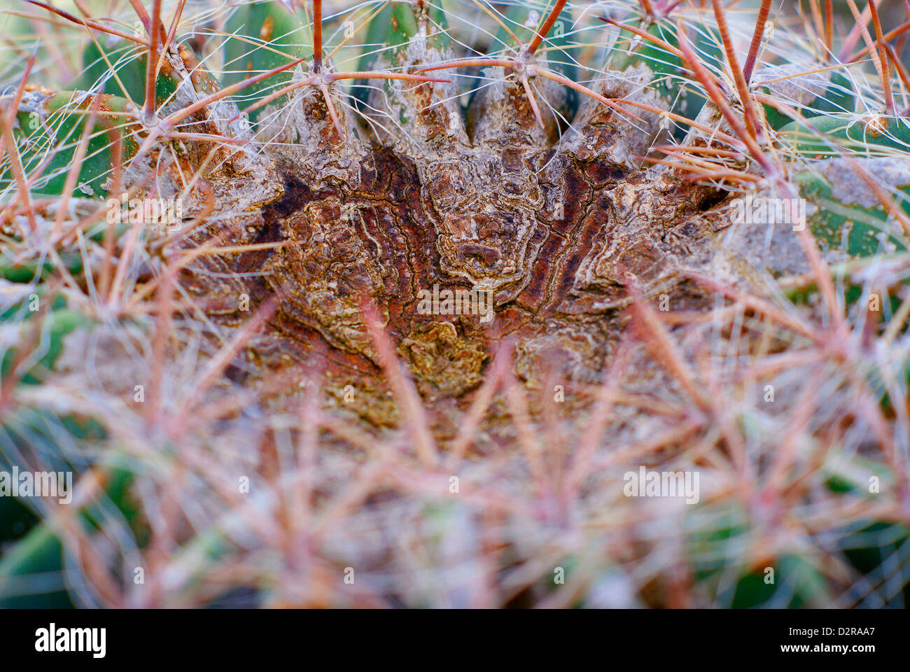 Ferocactus wislizenii - Arizona Barrel Cactus also known as Fishhook ...