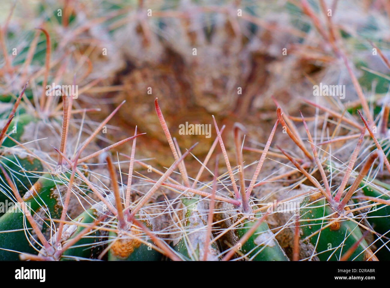 Ferocactus wislizenii - Arizona Barrel Cactus also known as Fishhook ...