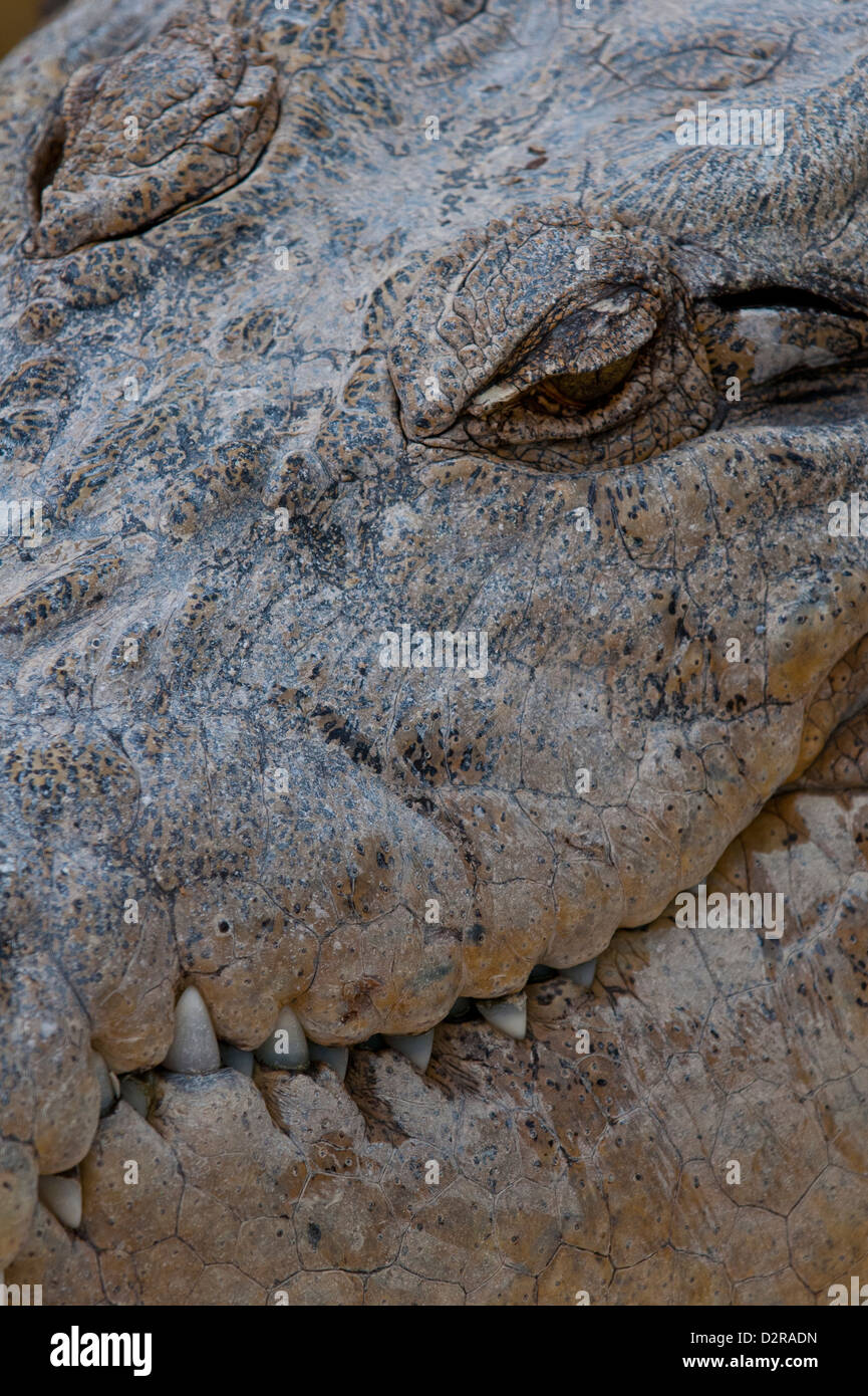 Saltwater Crocodile Crocodylus Porosus Queensland High Resolution Stock ...