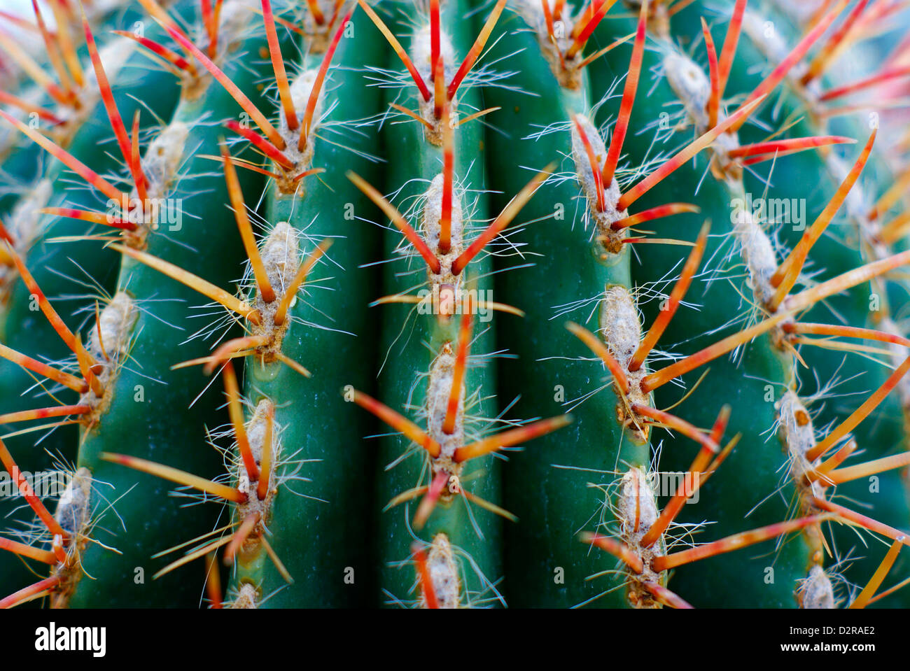 Mexican Lime Cactus with red and orange spikes - Ferocactus pilosus ...