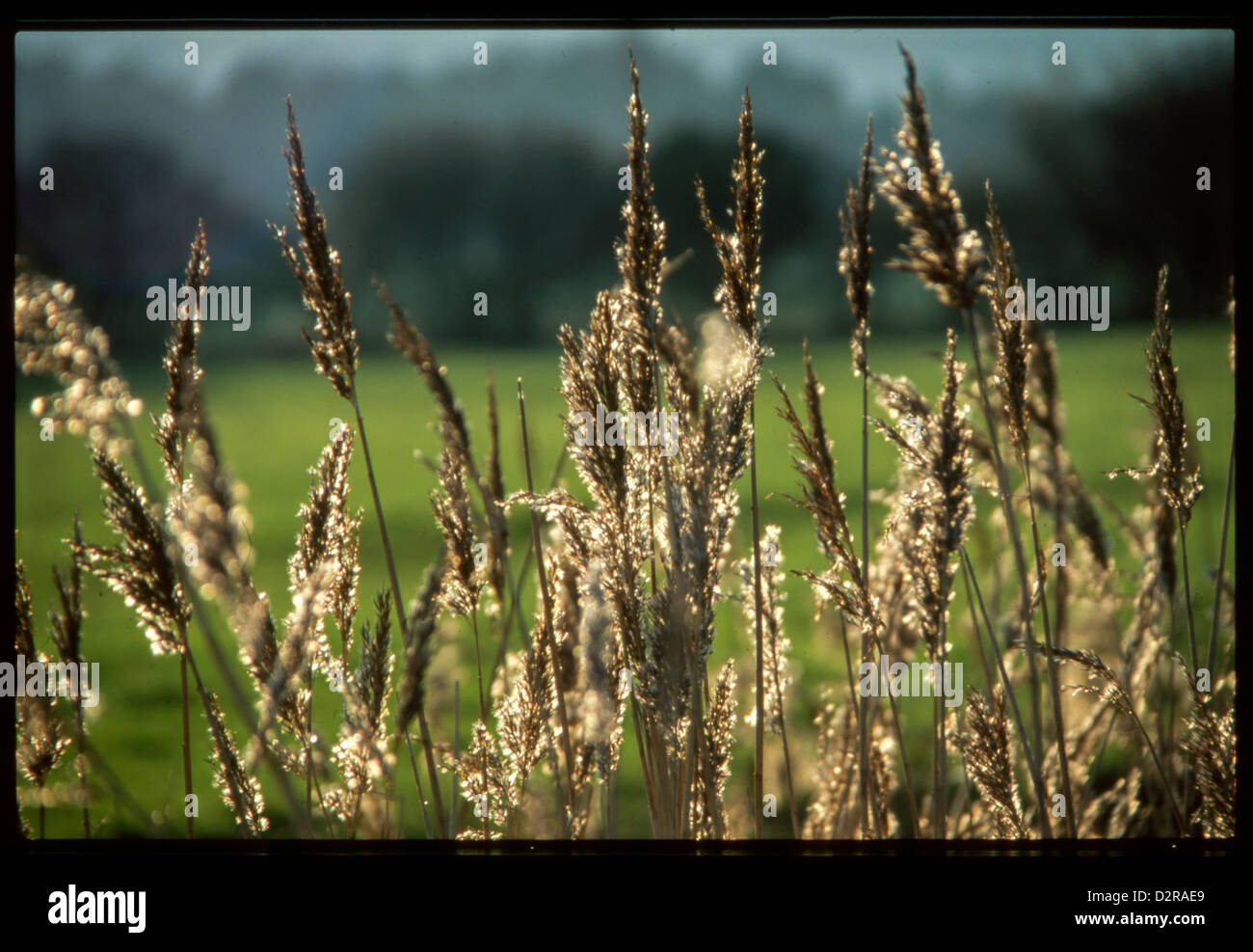 Plants tall stem hi-res stock photography and images - Alamy