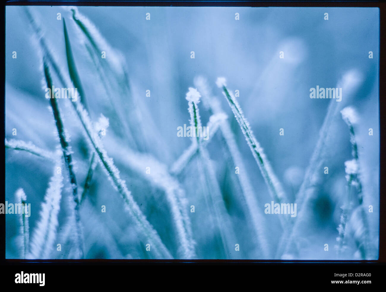 Frozen grass strands hi-res stock photography and images - Alamy