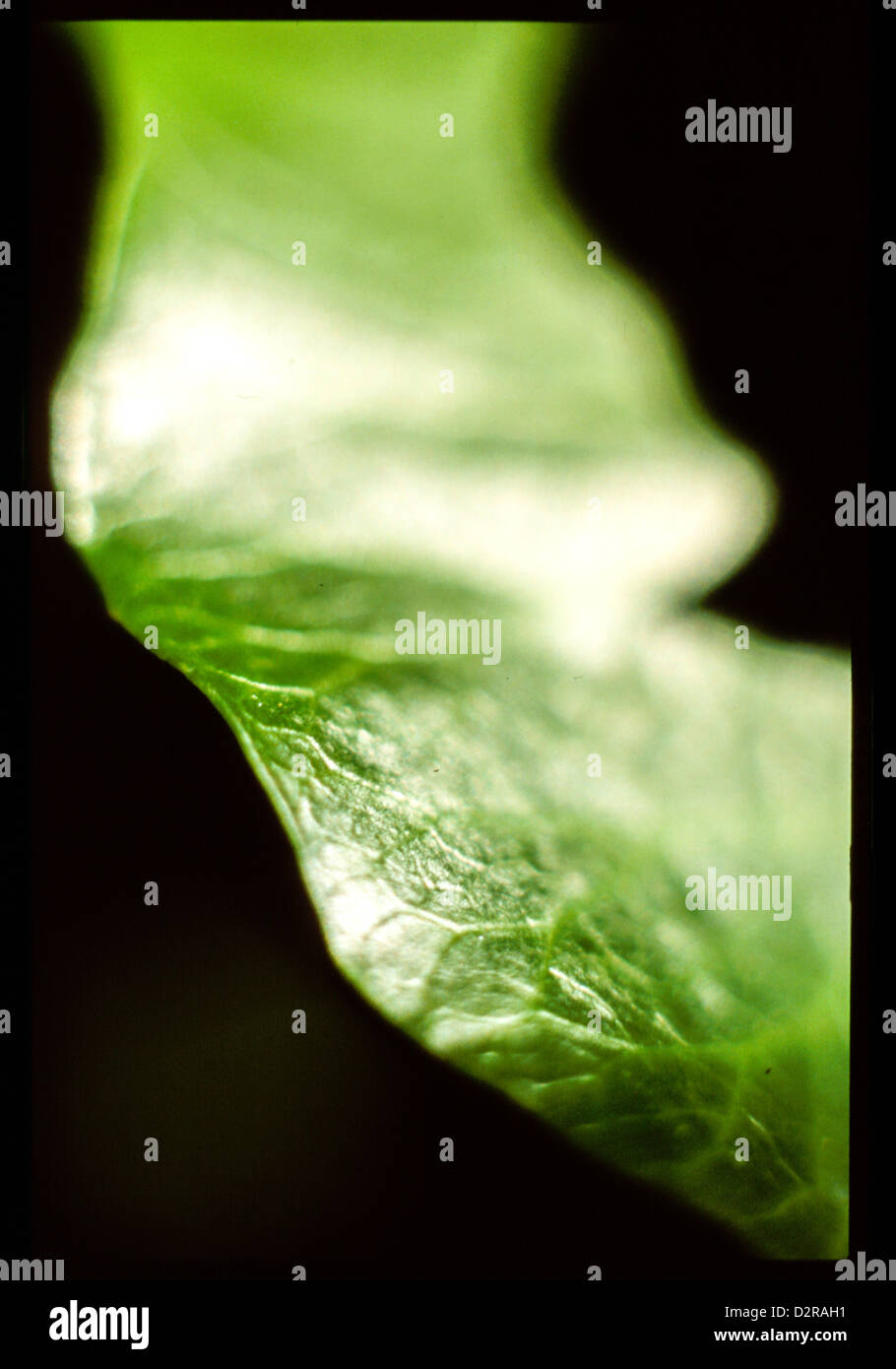 Close-Up of a Leaf Stock Photo - Alamy