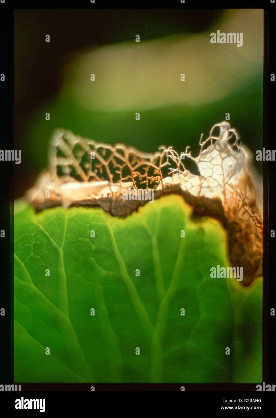 Close-Up of a Leaf Stock Photo - Alamy