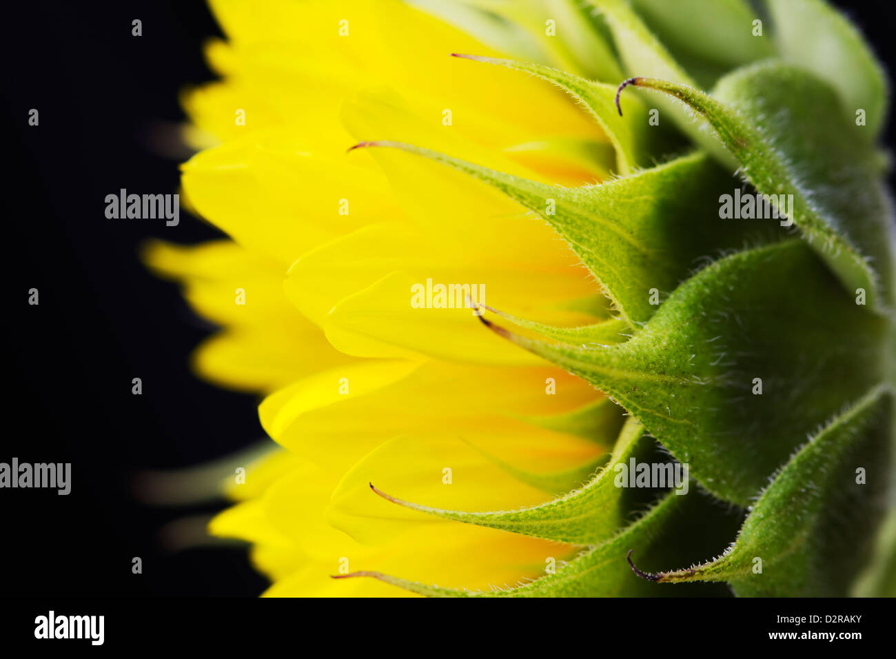 Helianthus cultivar, Sunflower, Yellow, Black Stock Photo - Alamy