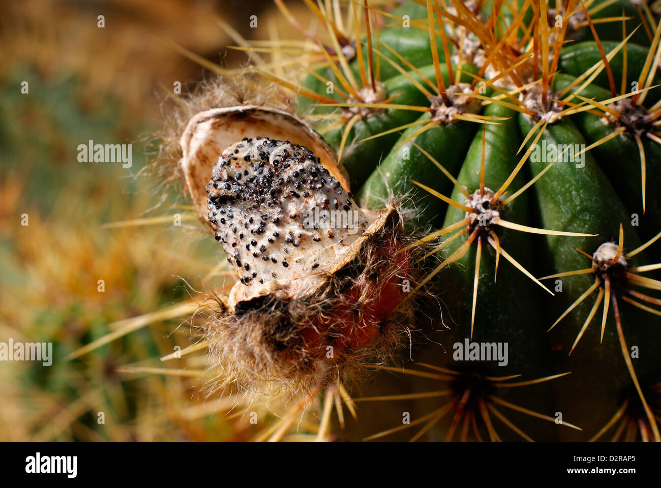 Trichocereus candicans Cactus with open red seed pod showing seeds ...