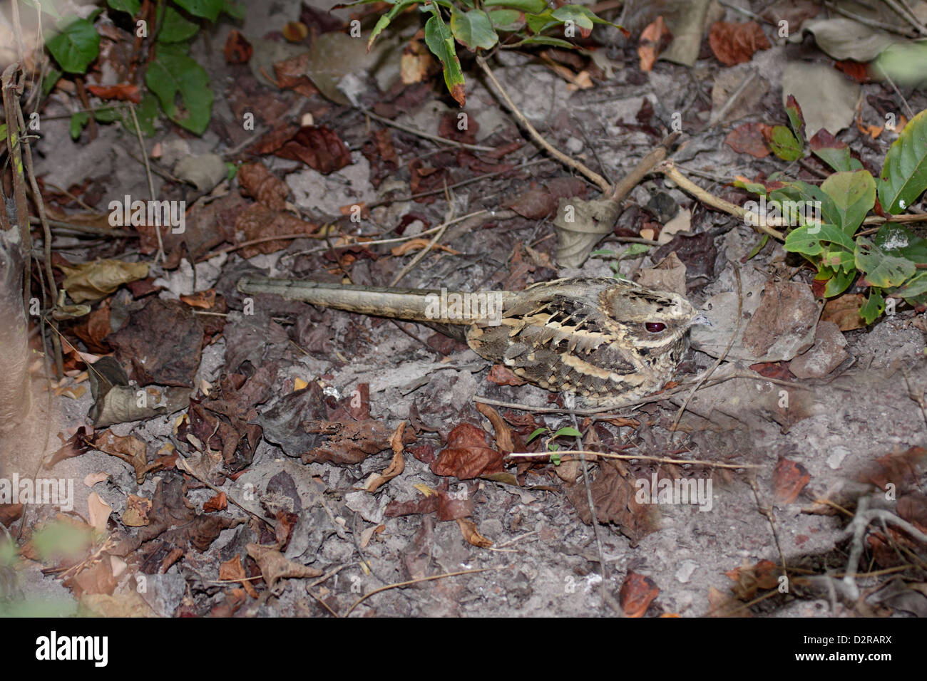 Nocturnal nightjars hi-res stock photography and images - Alamy