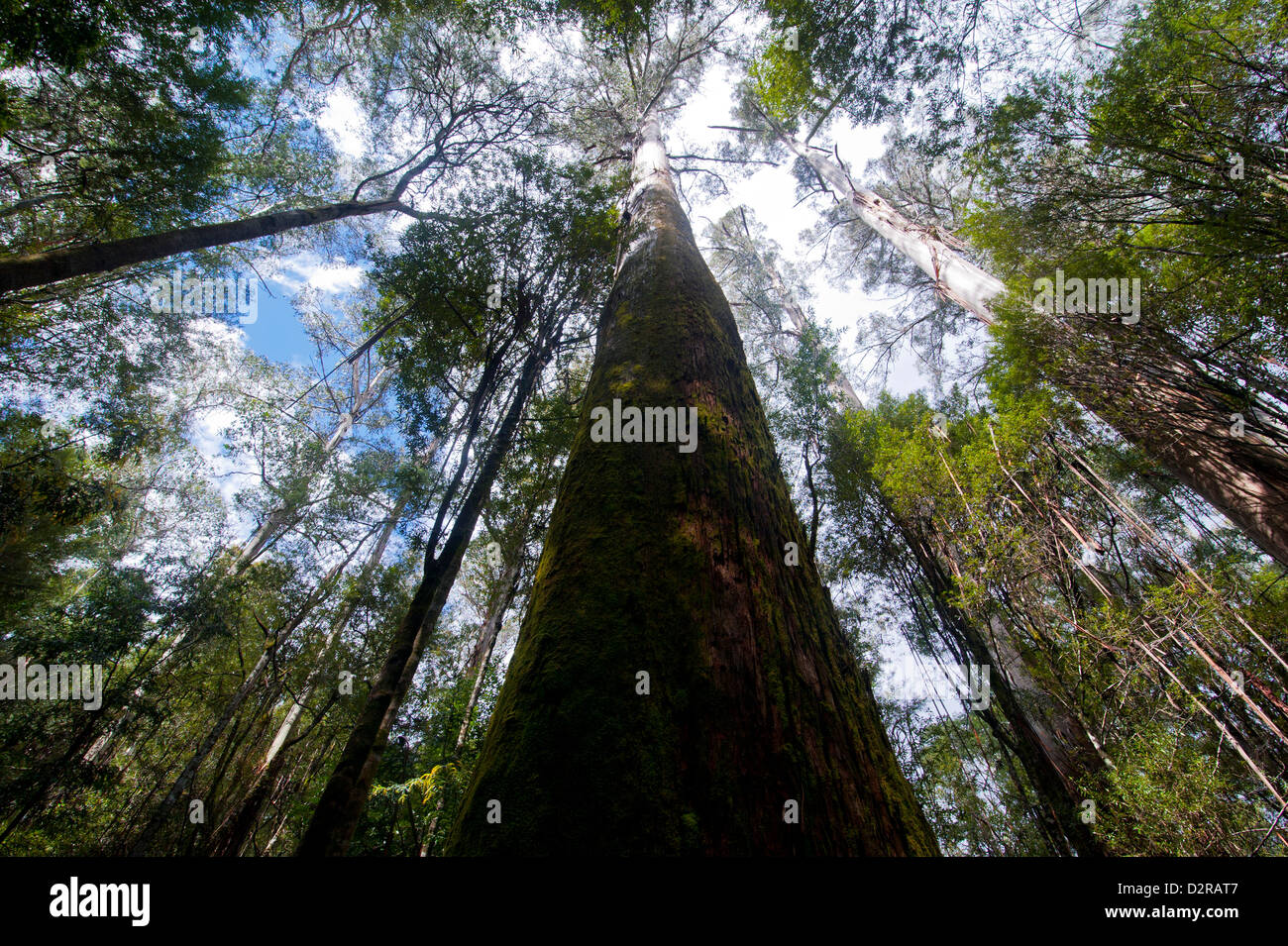 Pandani Grove Nature Trail, Mount Field National Park, Tasmania ...