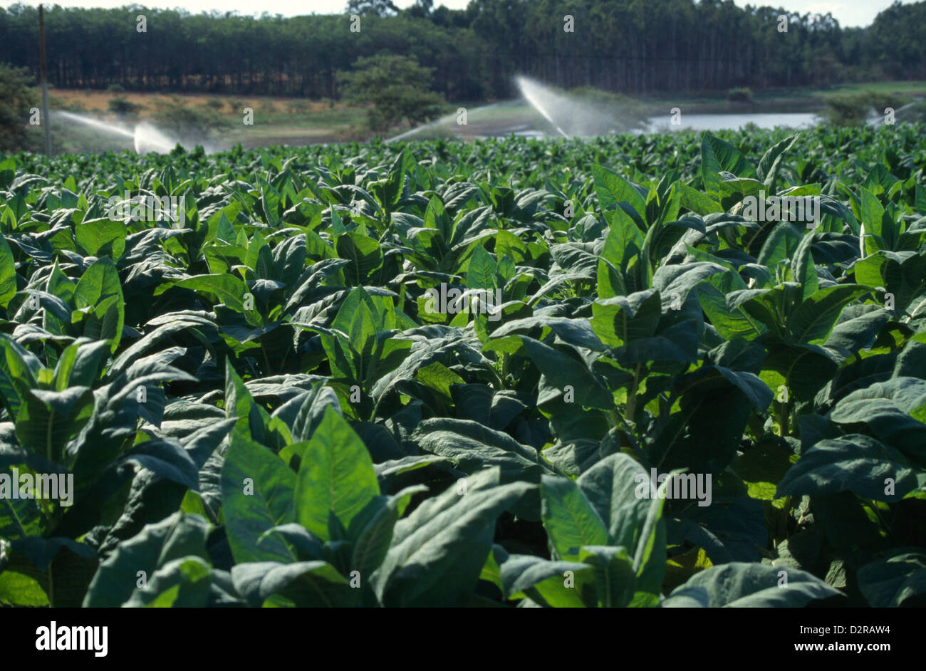 Wet tobacco hi-res stock photography and images - Alamy