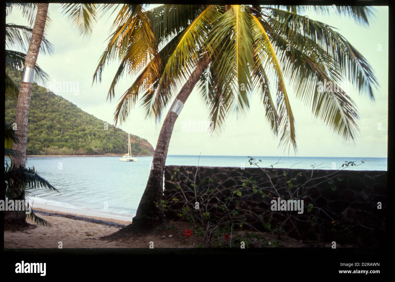 Palm Tree by Sea Stock Photo - Alamy