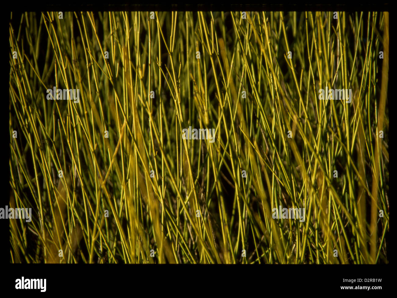 Strands of yellow grass hi-res stock photography and images - Alamy