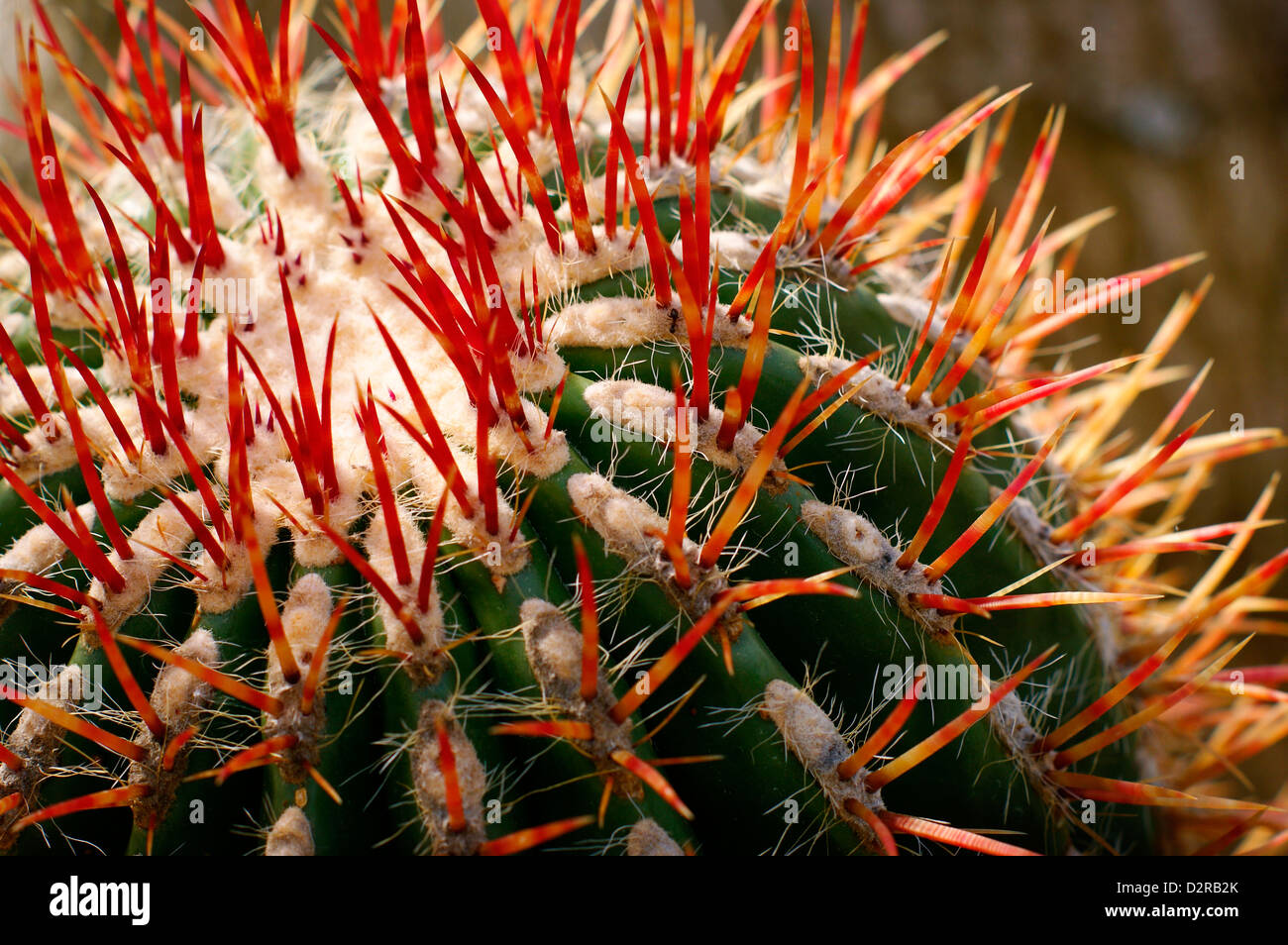 Mexican Lime Cactus with red and orange spikes - Ferocactus pilosus ...