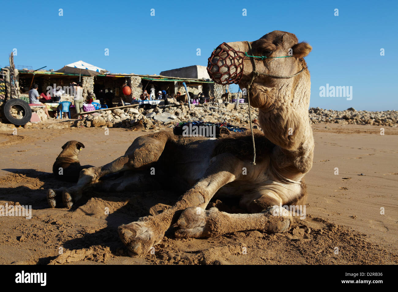 Camel taking a rest on a Moroccan beach Stock Photo - Alamy