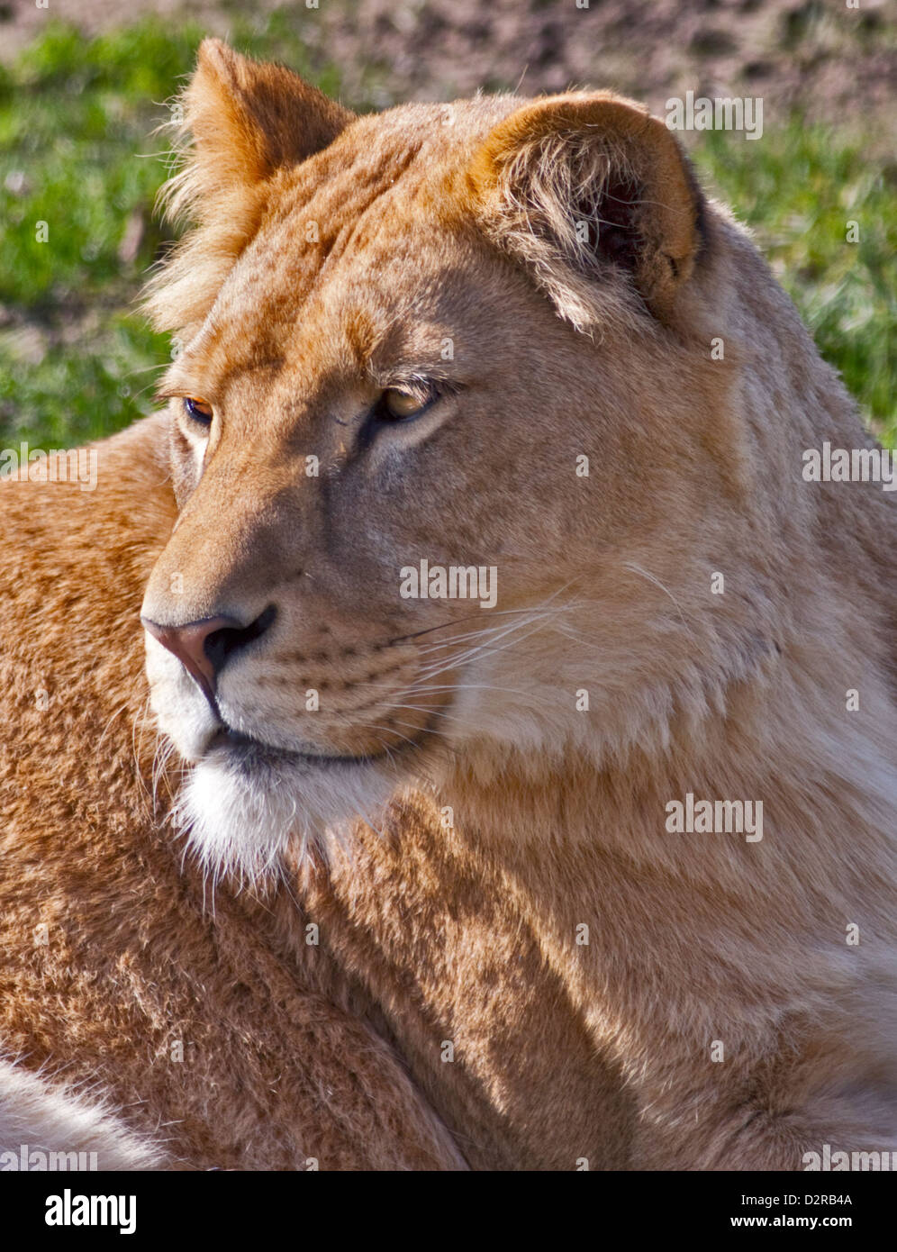 Lioness / Female Lion (panthera leo Stock Photo - Alamy