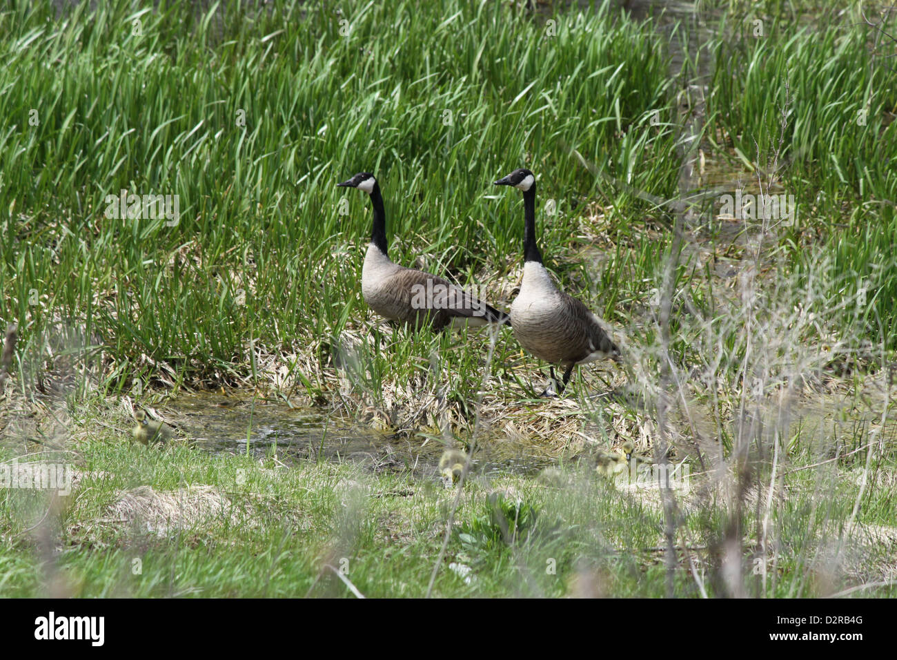 Canada geese with goslings on shore in the grass near a marshy area ...