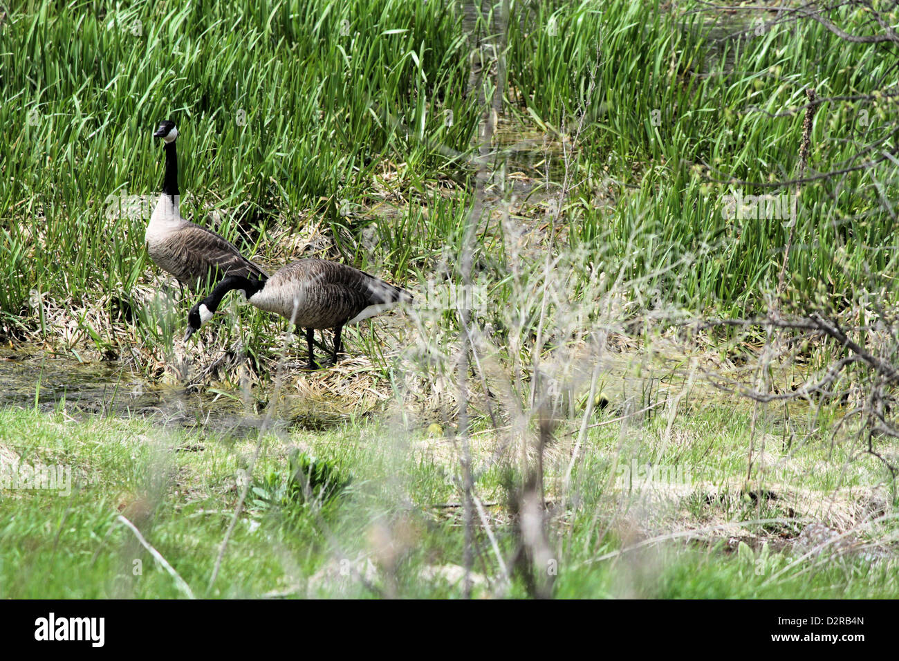 Canada geese with gosling's on shore in the grass near a marshy area ...