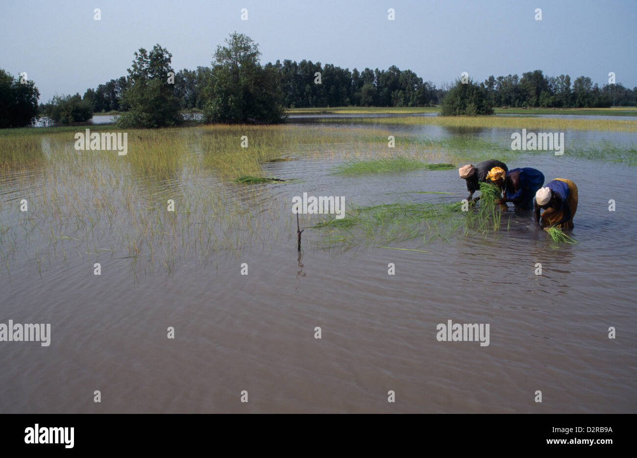 West Africa, Gambia, Oryza sativa, Rice, Green Stock Photo - Alamy