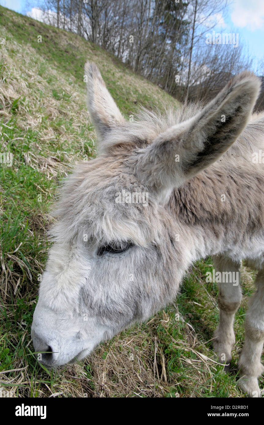 Wilily hi-res stock photography and images - Alamy