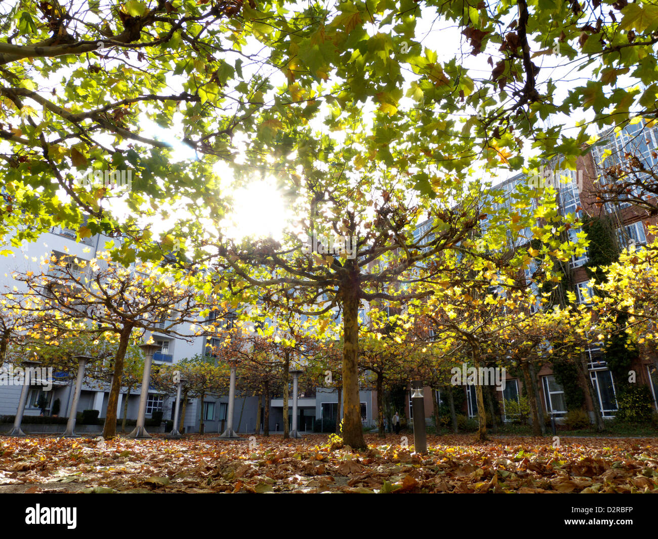 Germany courtyard Autumn trees Stock Photo - Alamy