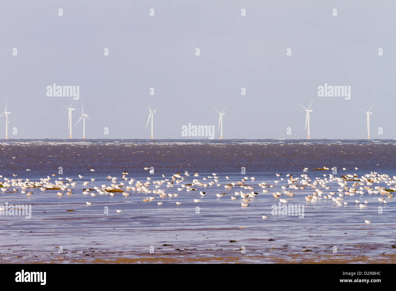 Offshore wind farm birds hi-res stock photography and images - Alamy