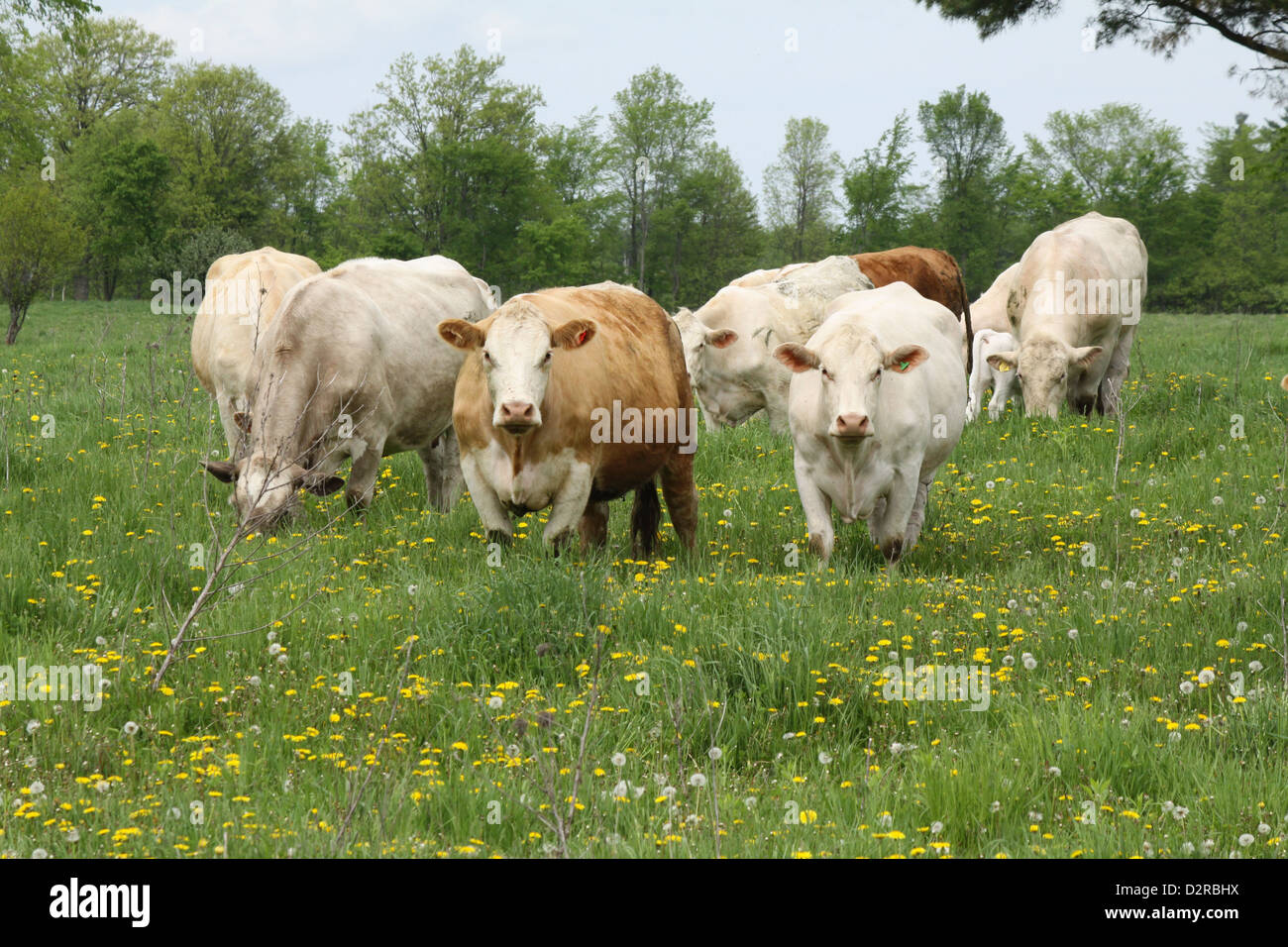 Mixed cattle herd hi-res stock photography and images - Alamy