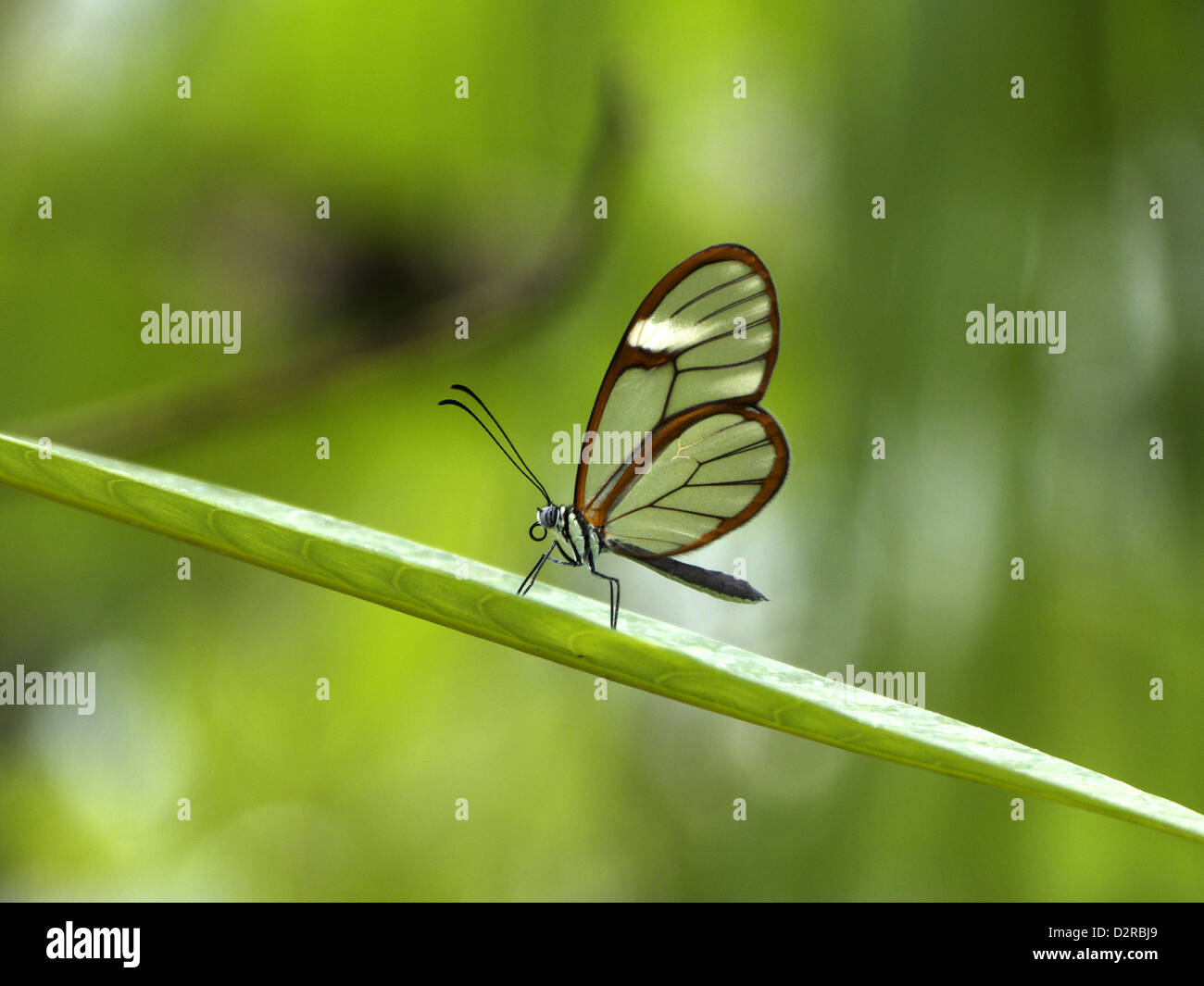 Clearwing Glasswing Butterfly Stock Photo - Alamy