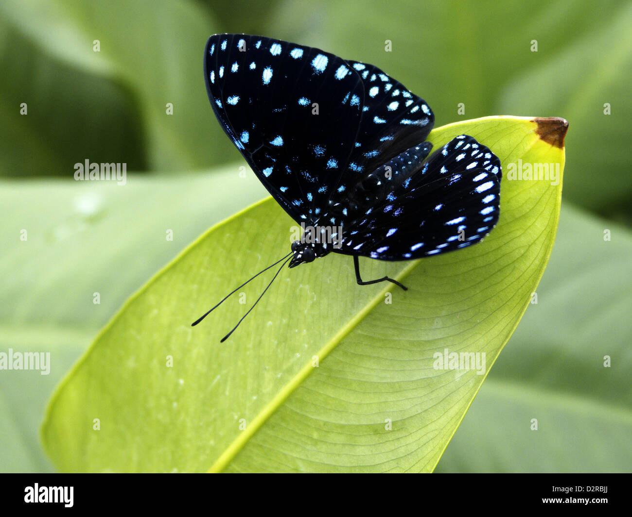 Blue point Butterfly Stock Photo - Alamy