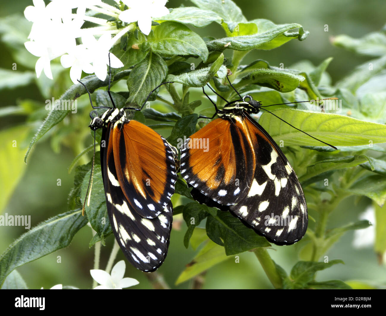 Tiger Longwing Butterfly mating Stock Photo - Alamy