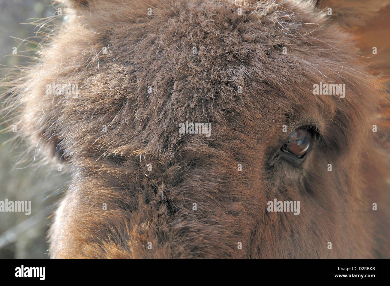 Contumacious hi-res stock photography and images - Alamy