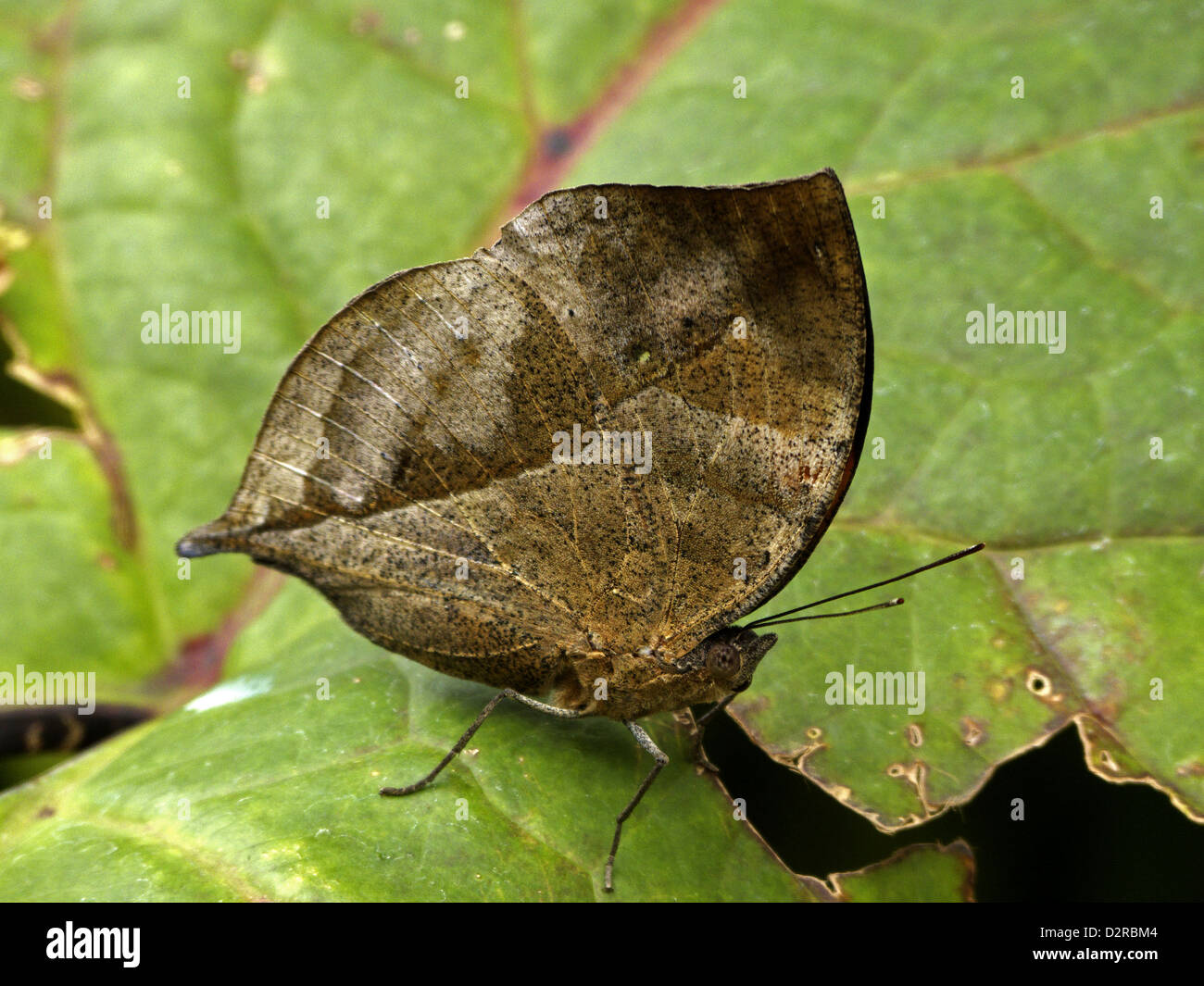 Orange Oakleaf or Dead leaf Butterfly Kallima Inachus Stock Photo - Alamy