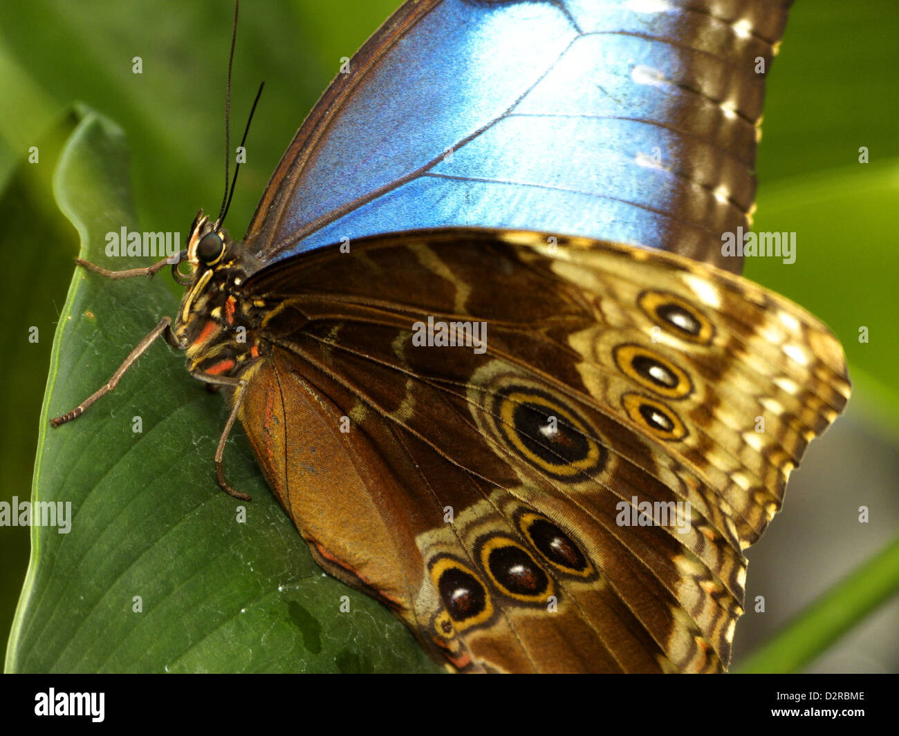 Blue Morpho Butterfly Morpho peleides limpida Stock Photo - Alamy