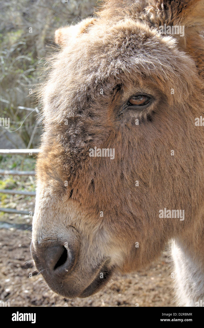 Wilily hi-res stock photography and images - Alamy