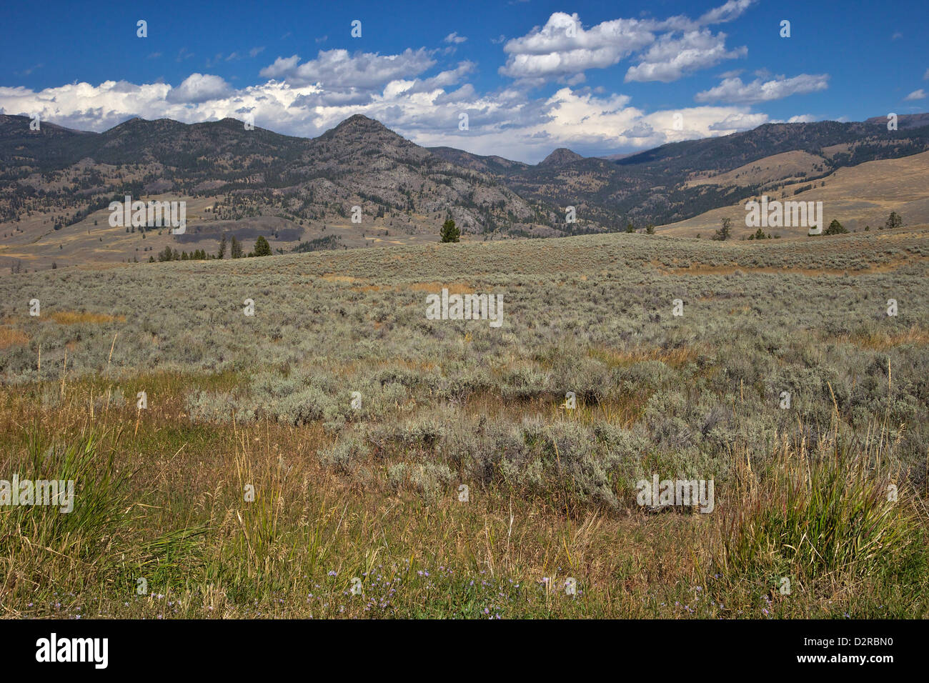Yellowstone road hi-res stock photography and images - Alamy