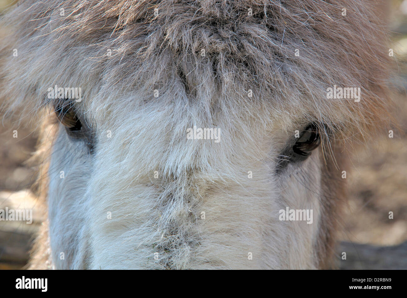 Wilily hi-res stock photography and images - Alamy