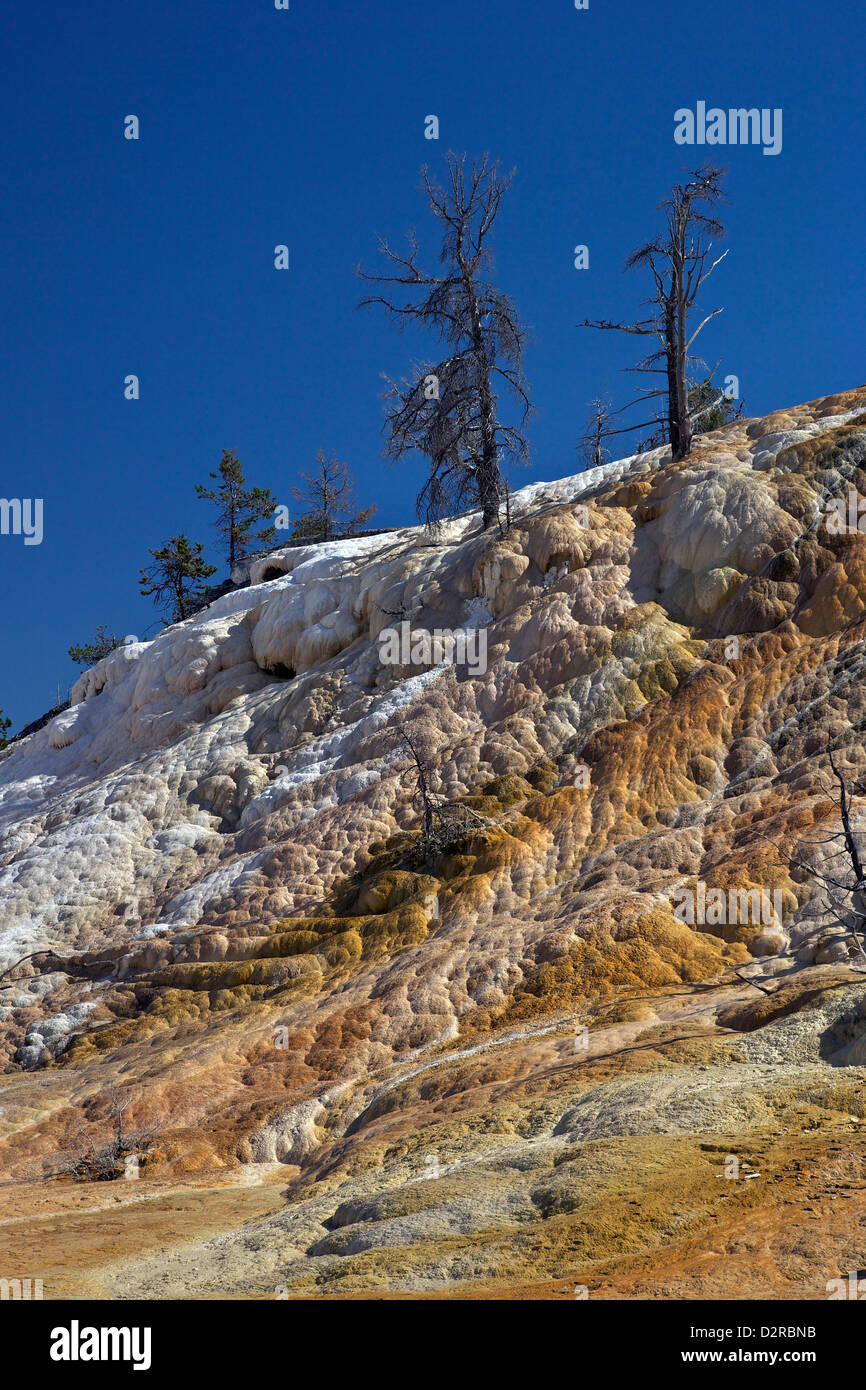 Palette Spring, Mammoth Hot Springs, Yellowstone National Park, Wyoming ...