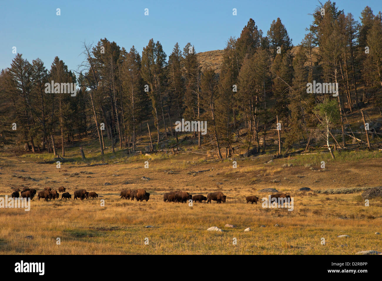 American Bison Bison Bison High Resolution Stock Photography and Images ...