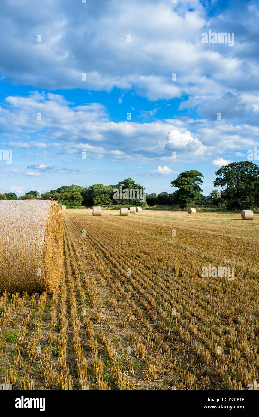 Straw bales in norfolk field hi-res stock photography and images - Alamy