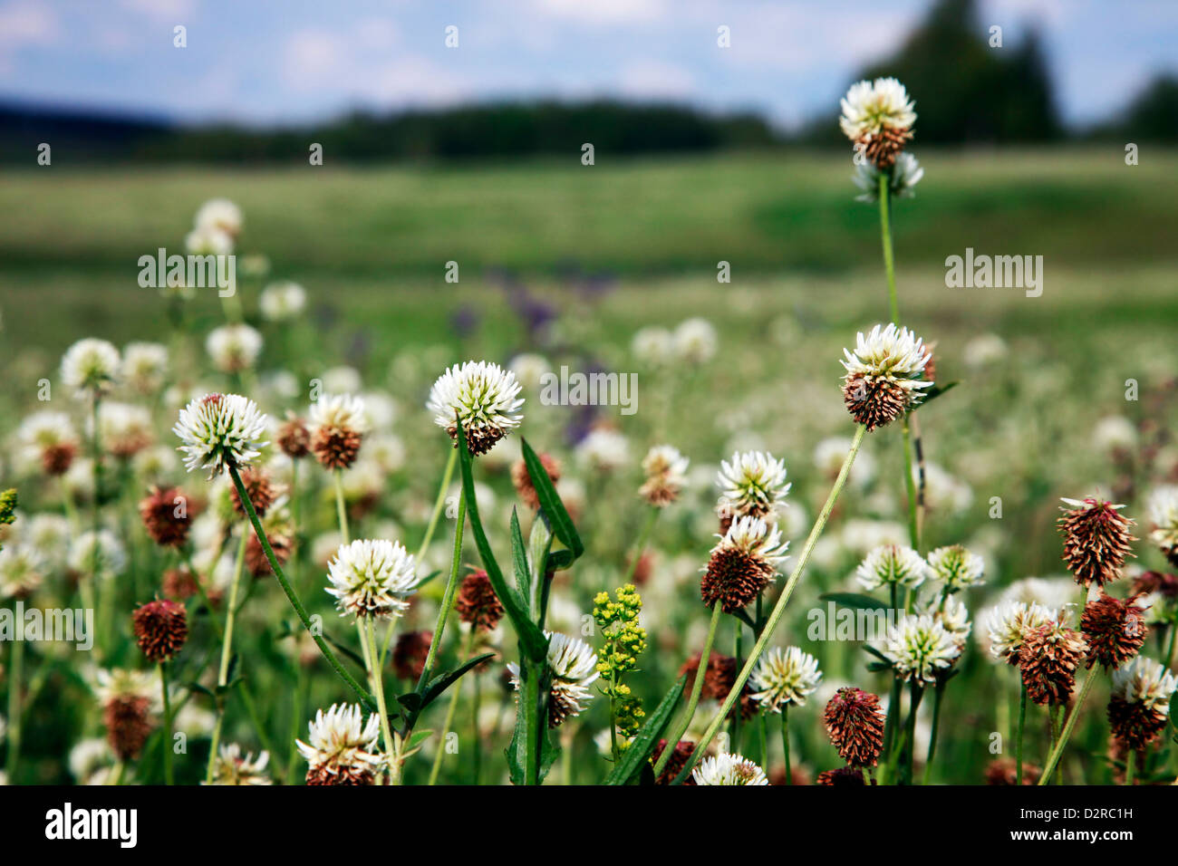 Rural field in colors in cloudy weather Stock Photo - Alamy