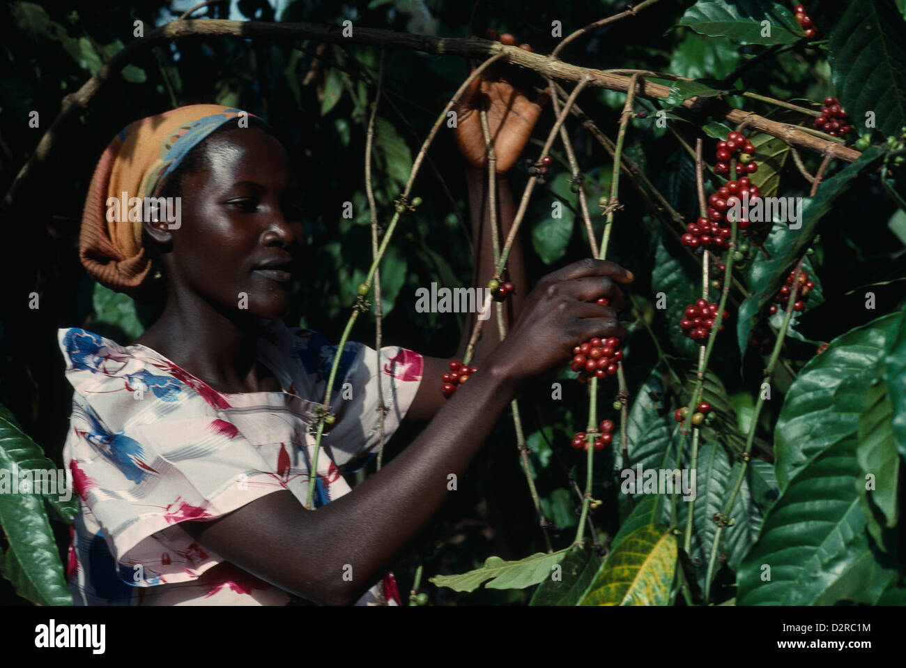 East Africa, Uganda, Budongo Village, Coffea arabica, Coffee, Red Stock ...