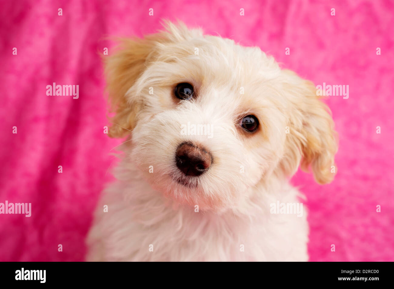 Bichon Frise cross puppy sat up on a pink mottled background Stock ...