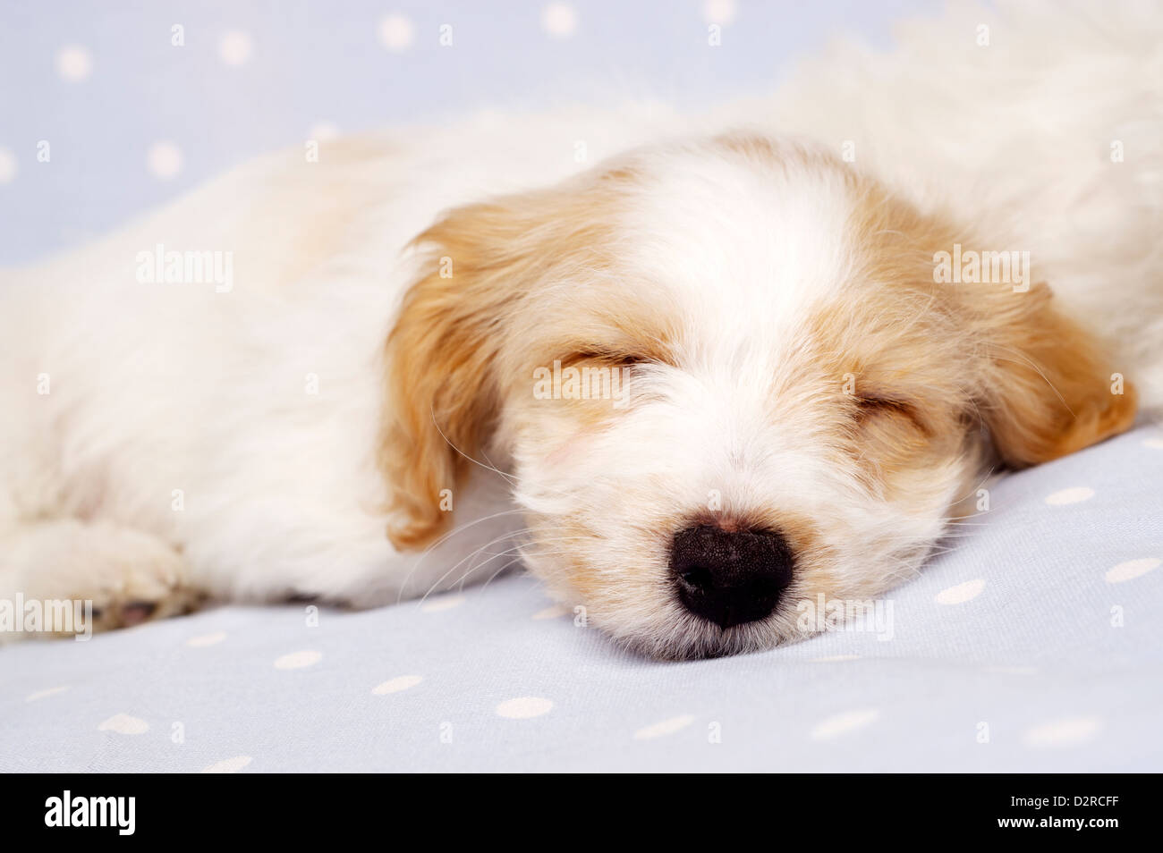 Sleepy Bichon Frise cross puppy laid on a baby blue spotted background ...