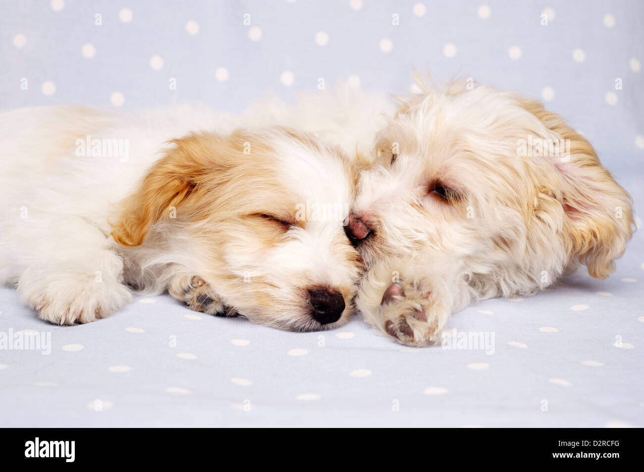 Two sleepy Bichon Frise cross puppies laid on a baby blue spotted ...